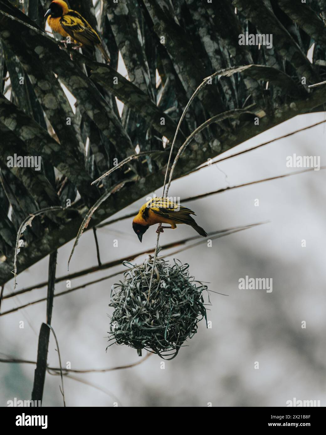 Endemic Fox's Weaver in Uganda, Queen Elizabeth National Park Stock ...