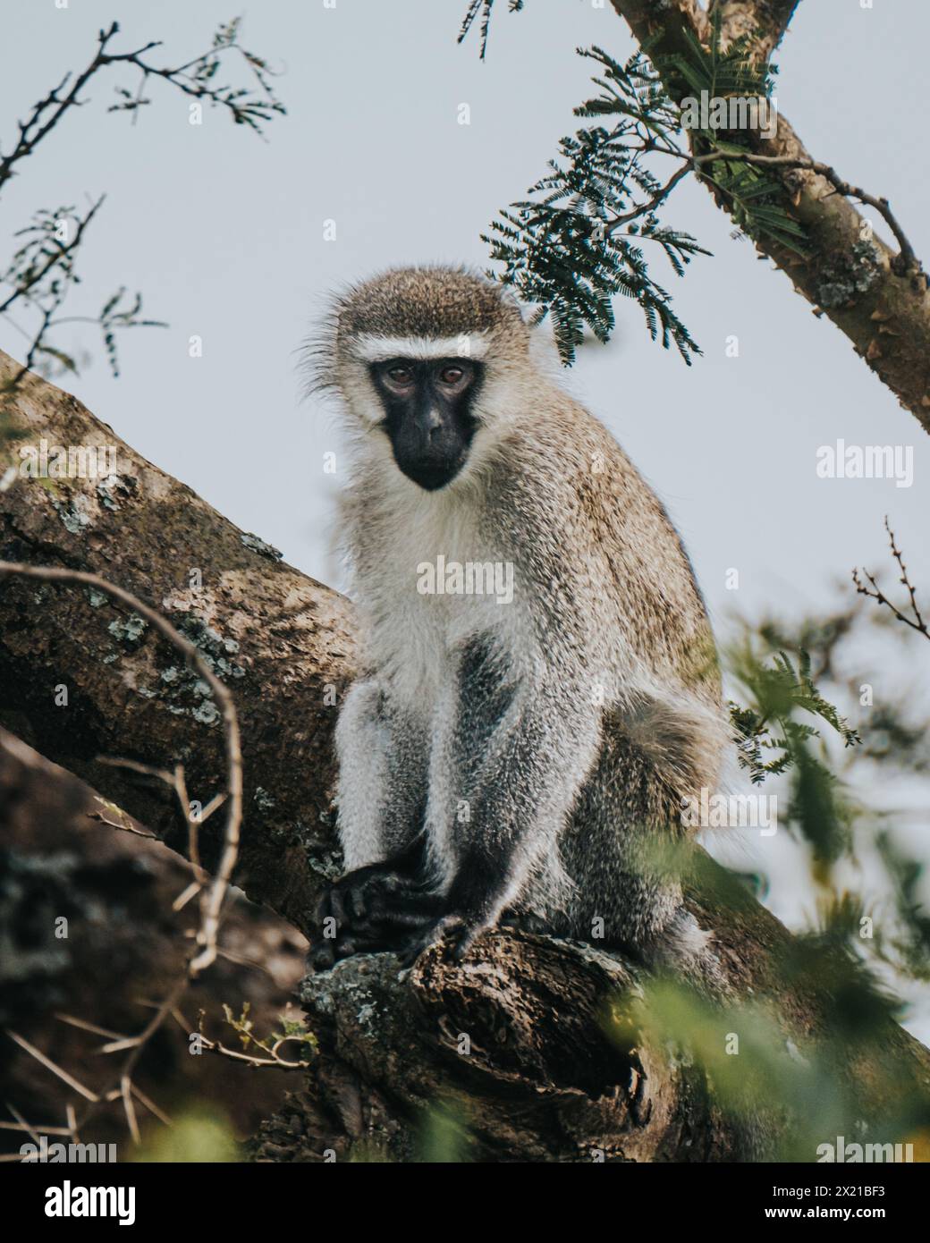 Vervet monkey in the tree, Uganda, Africa Stock Photo - Alamy