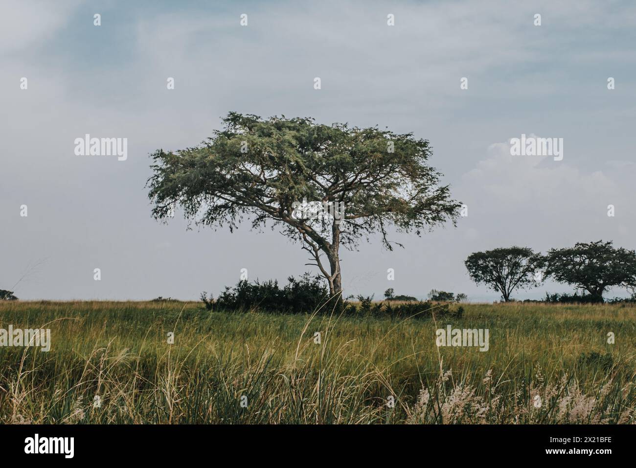 Solitary acacia tree standing tall in Uganda's serene savanna Stock ...