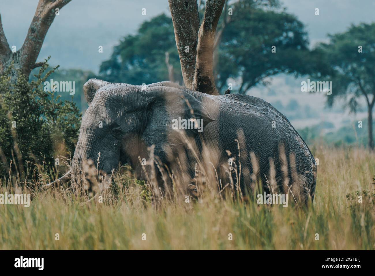 African elephant roaming Uganda's serene savanna landscape Stock Photo ...