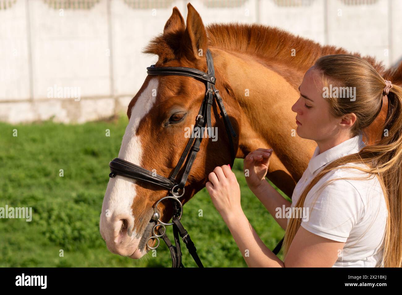 Woman attaching bridle to horse. Girl jockey in dress uniform getting ...