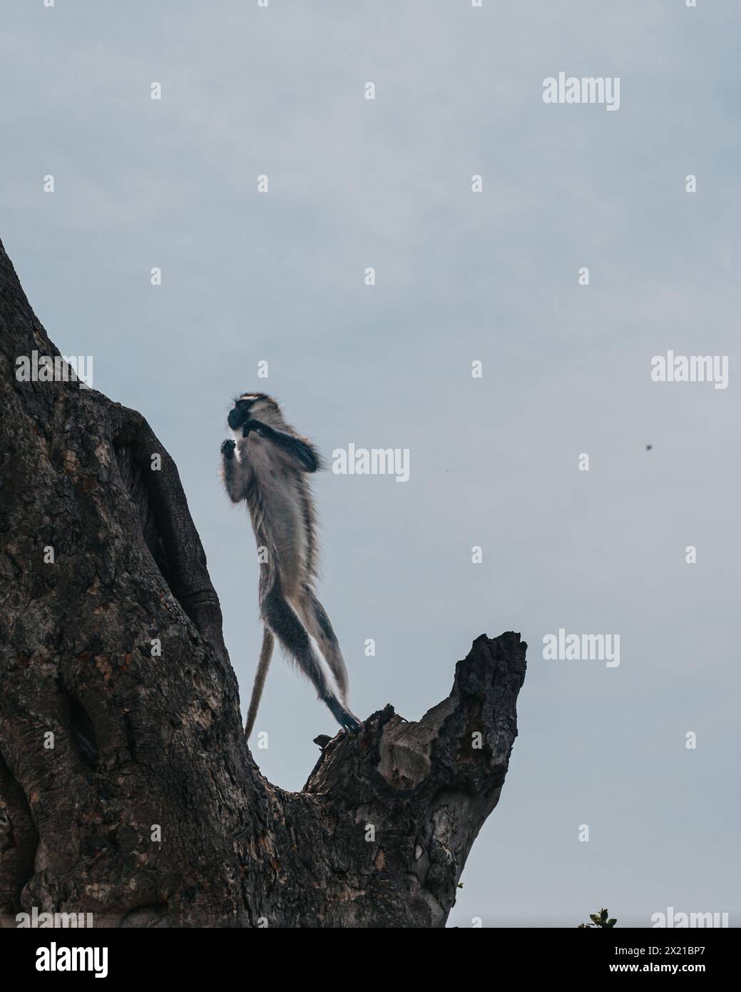 Vervet monkey jumping of the branch, Uganda, Africa Stock Photo - Alamy