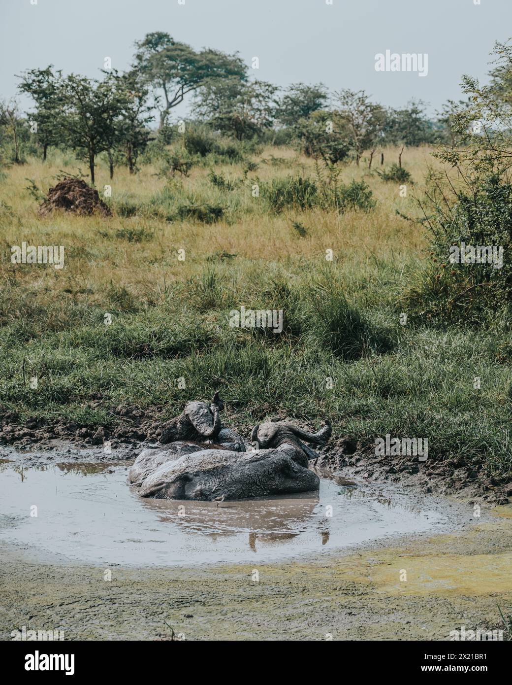 Water buffalo in mud bath, Uganda Stock Photo - Alamy