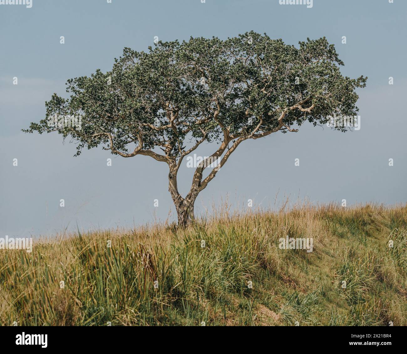 Solitary acacia tree standing tall in Uganda's serene savanna Stock ...