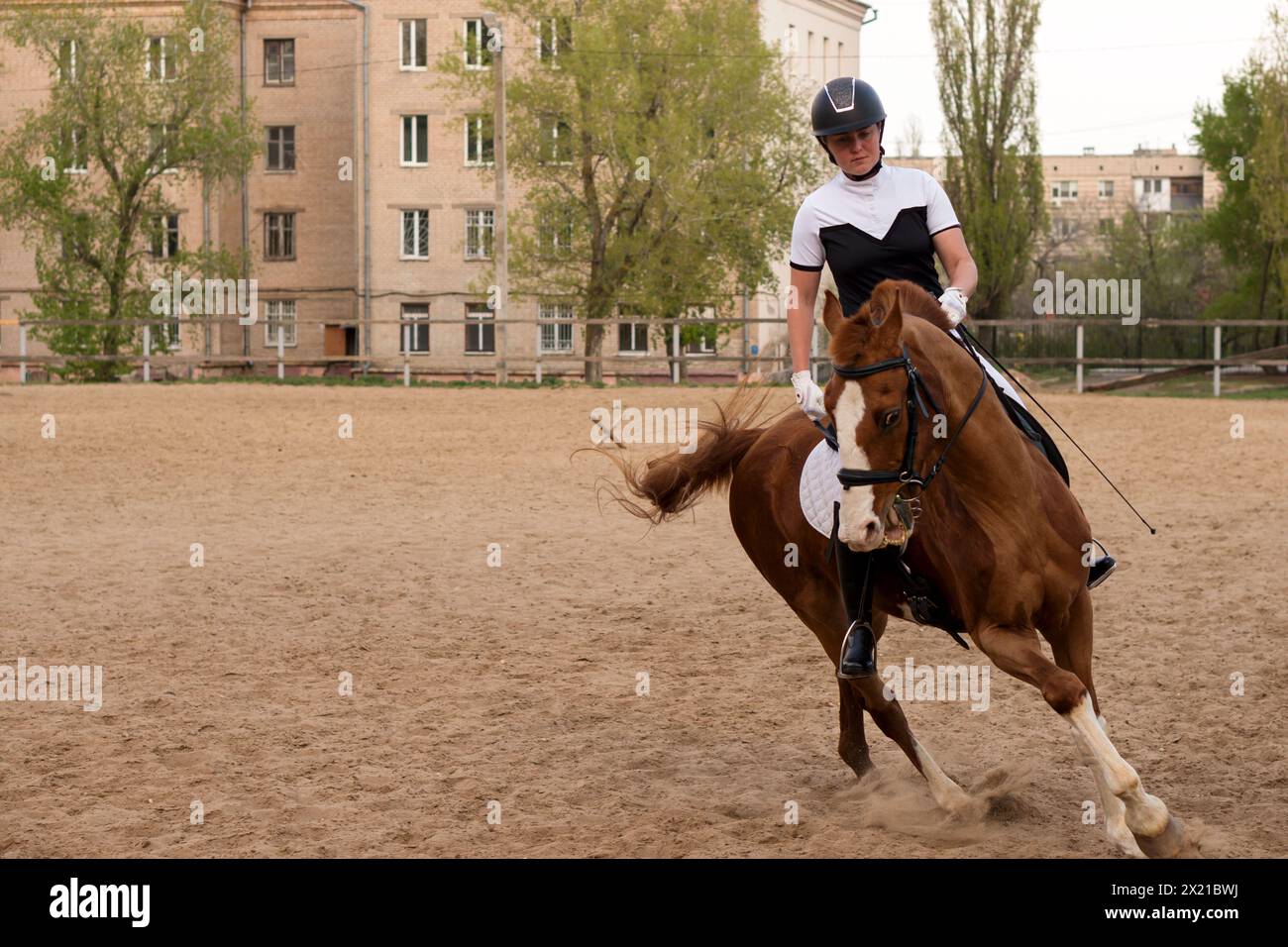 Equestrian executing a turn in a city sand arena. Riding session ...