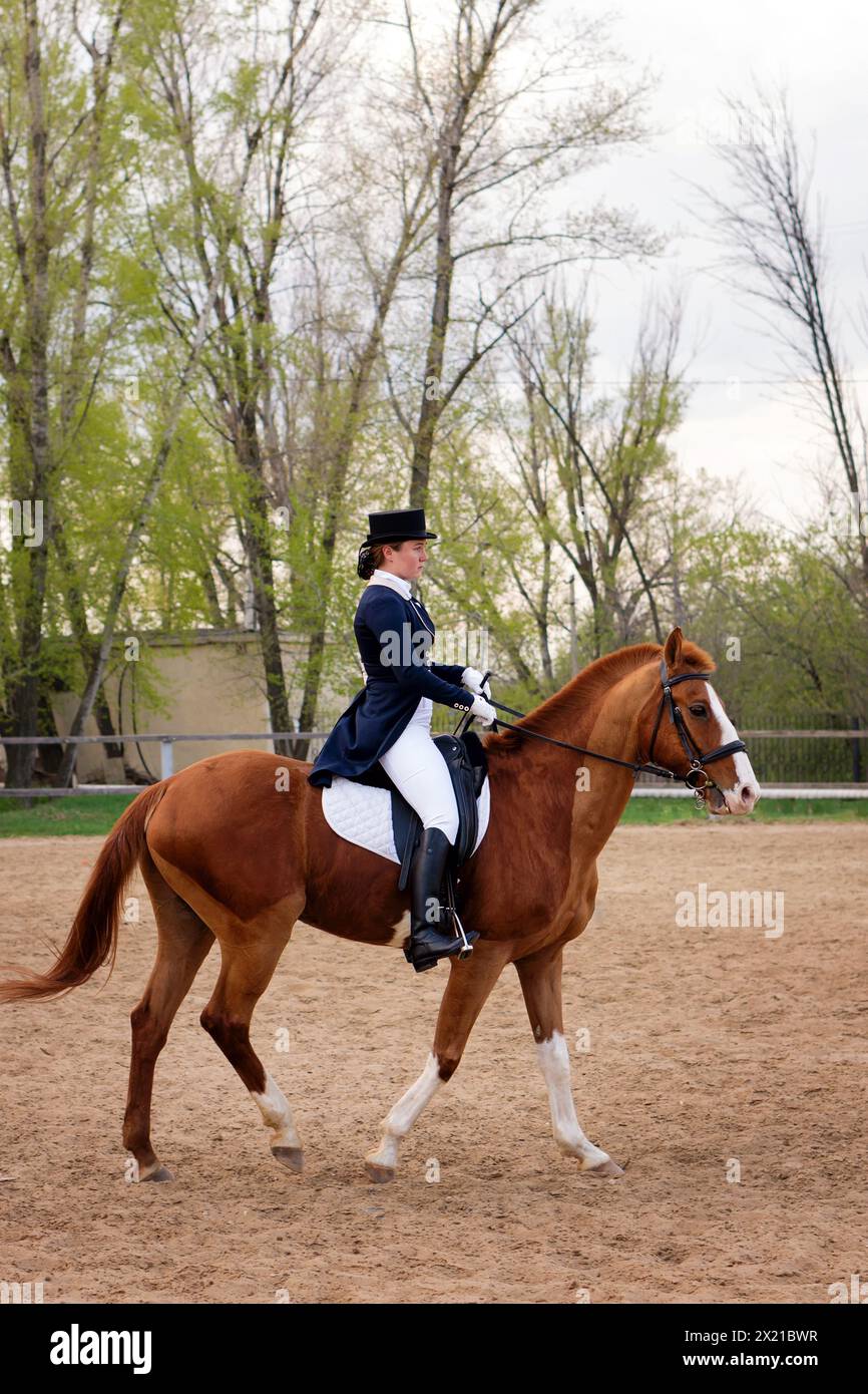 Regal dressage rider atop chestnut horse in sandy arena. Riding session ...