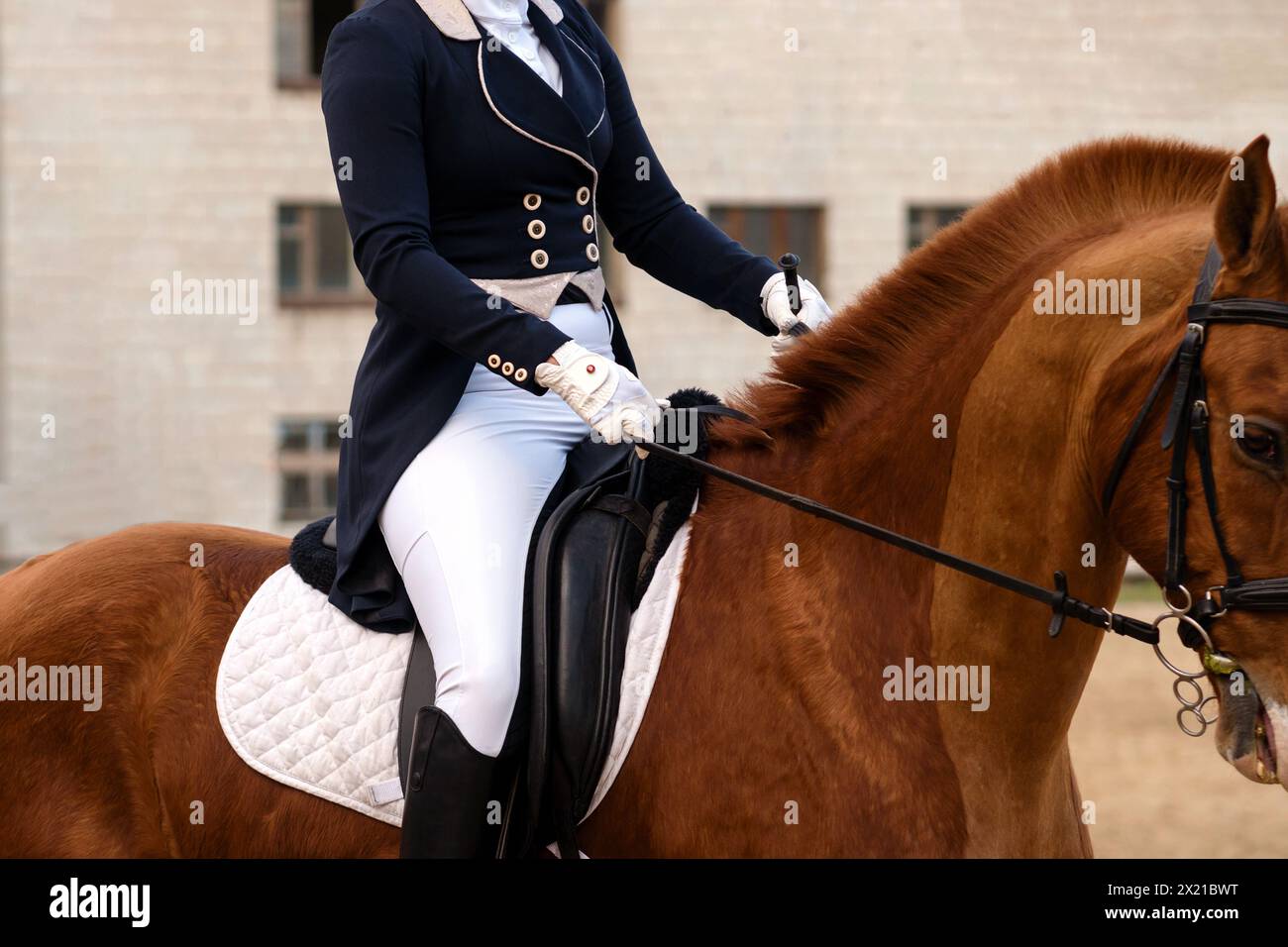 Elegant dressage rider and horse in mid-ride. Equestrian sport ...
