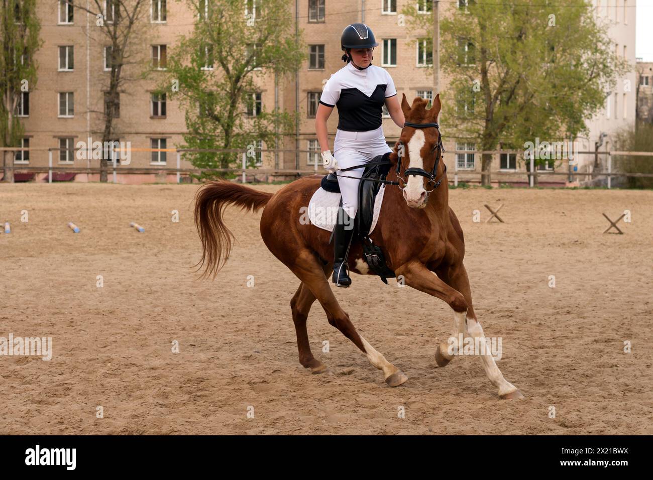 Rider on trotting horse in urban sand arena. Riding session. Dressage ...