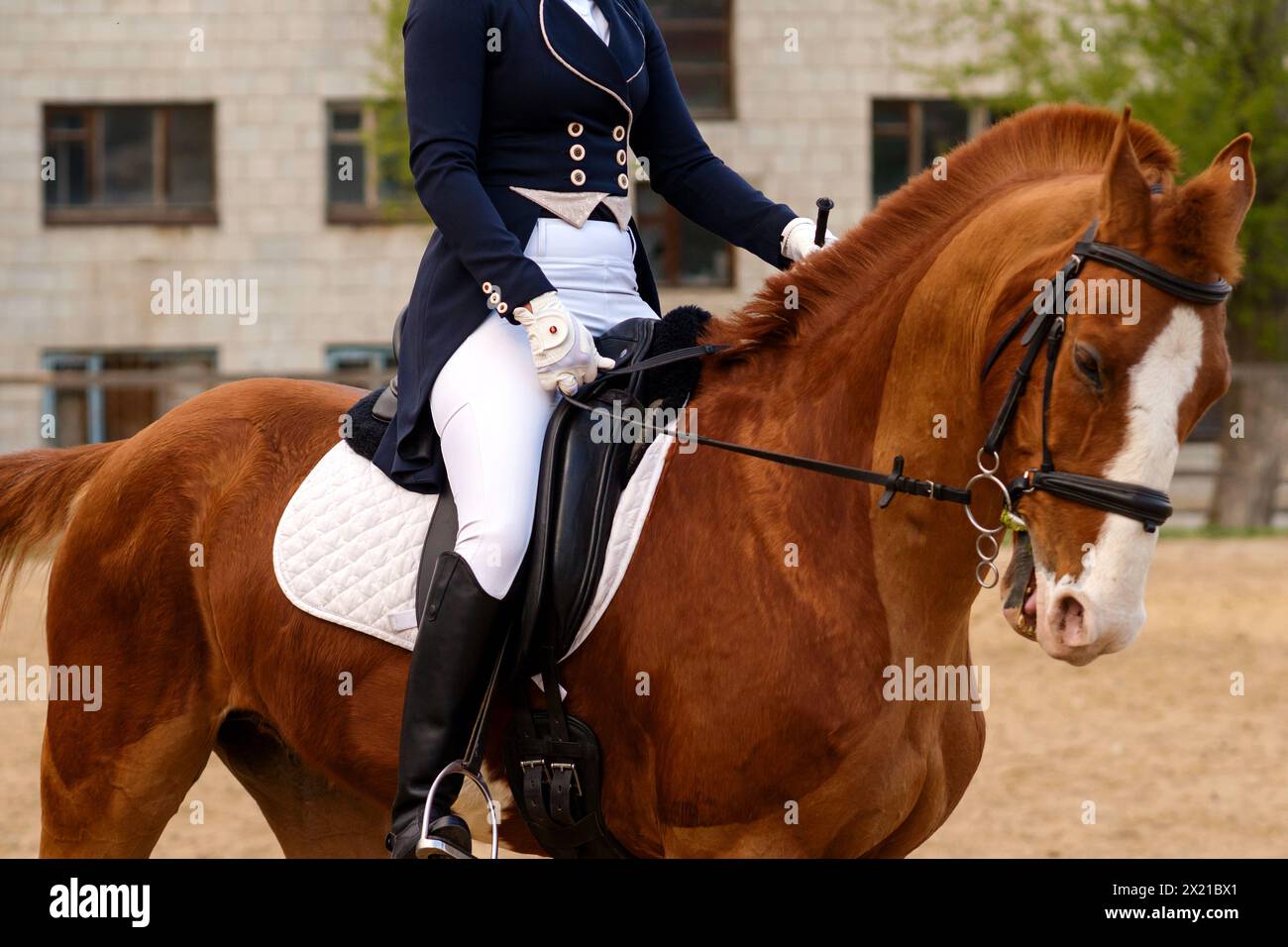 Detailed side view of dressage rider on horse. Riding session. Female ...