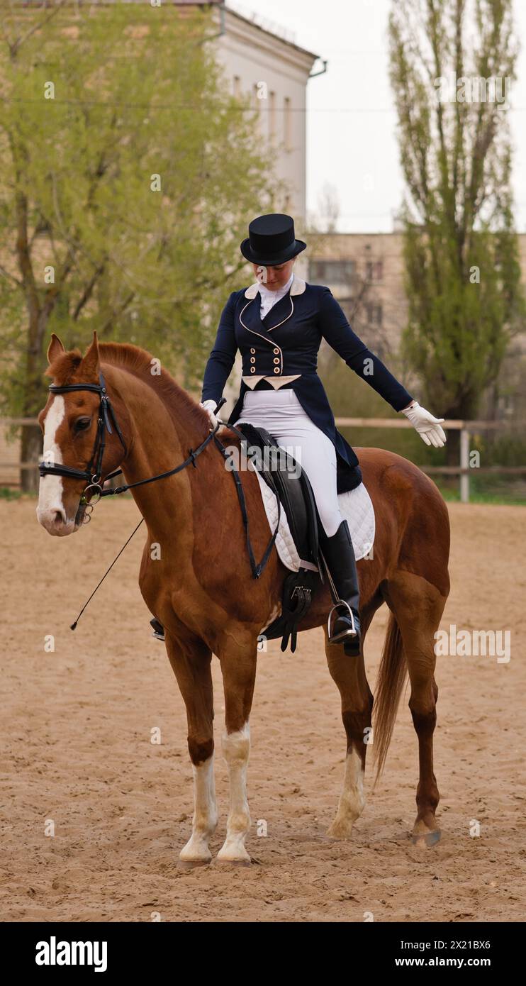 Equestrian performing salute on chestnut horse in sandy arena. Dressage ...