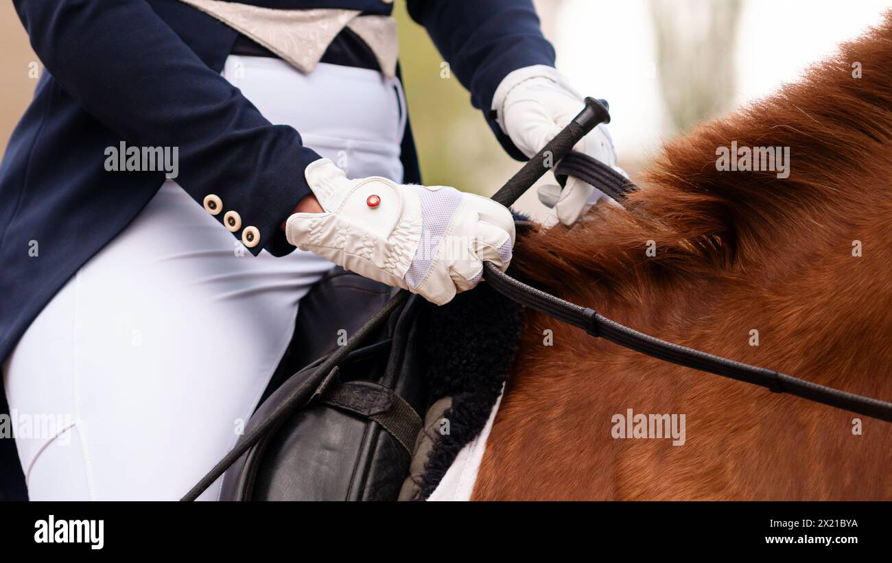Equestrian in formal attire riding a chestnut horse. Crop image ...