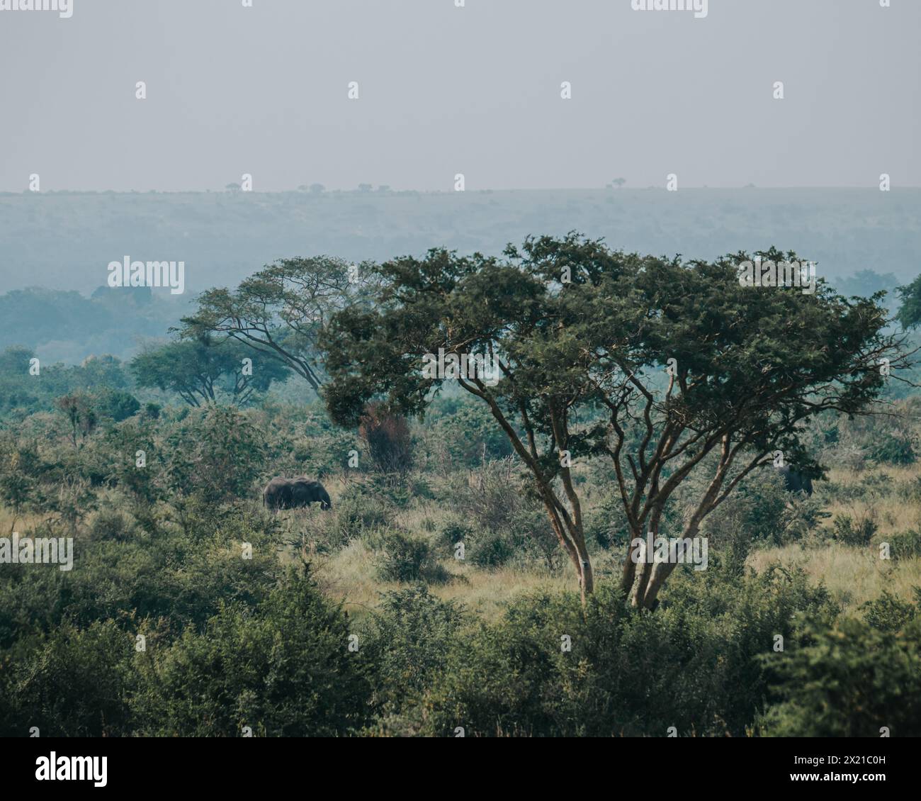 Distant elephant beneath acacia trees on Uganda's vast savanna Stock ...