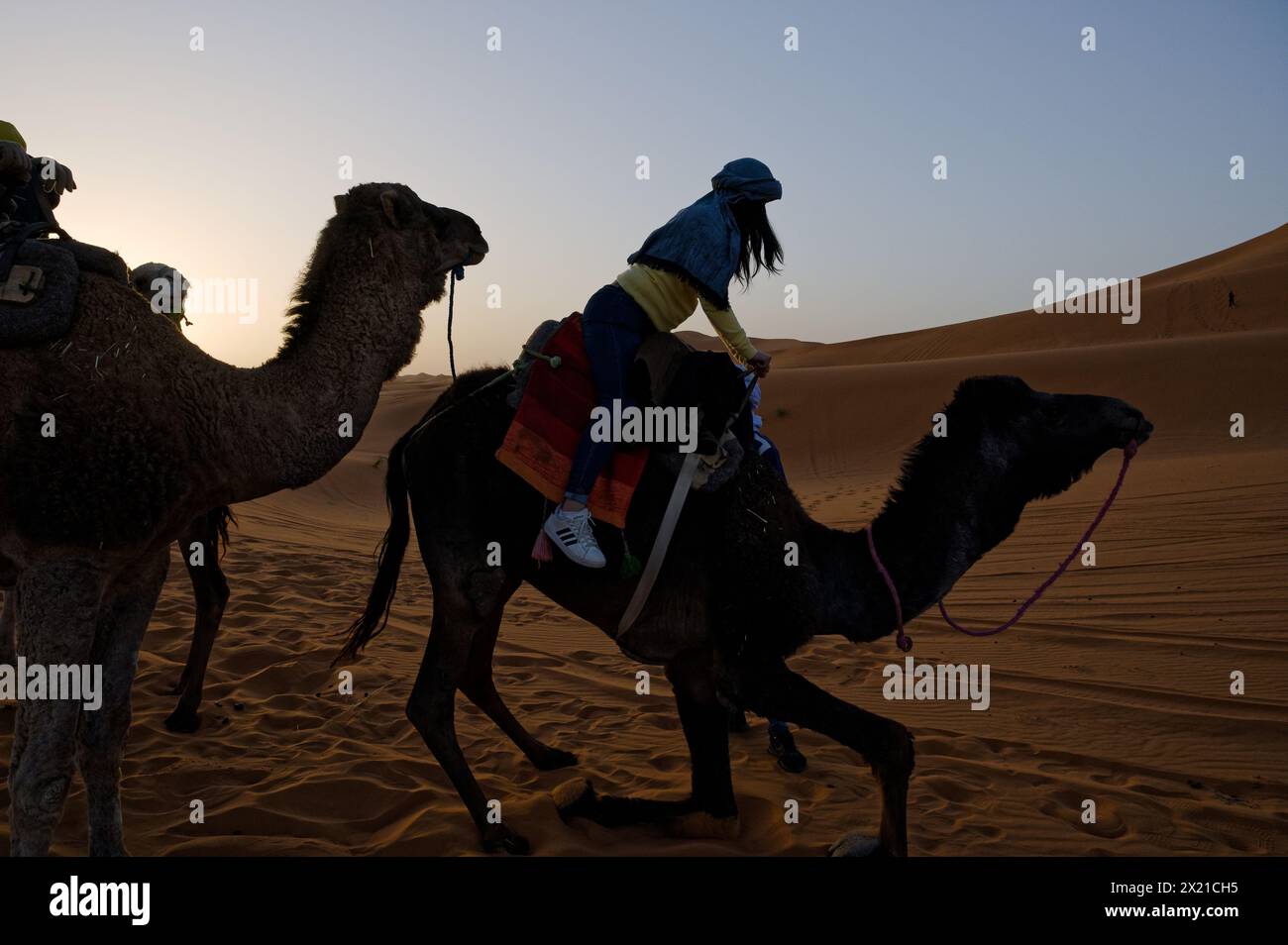 Female tourist mounts a camel rising from kneeling to standing in the ...