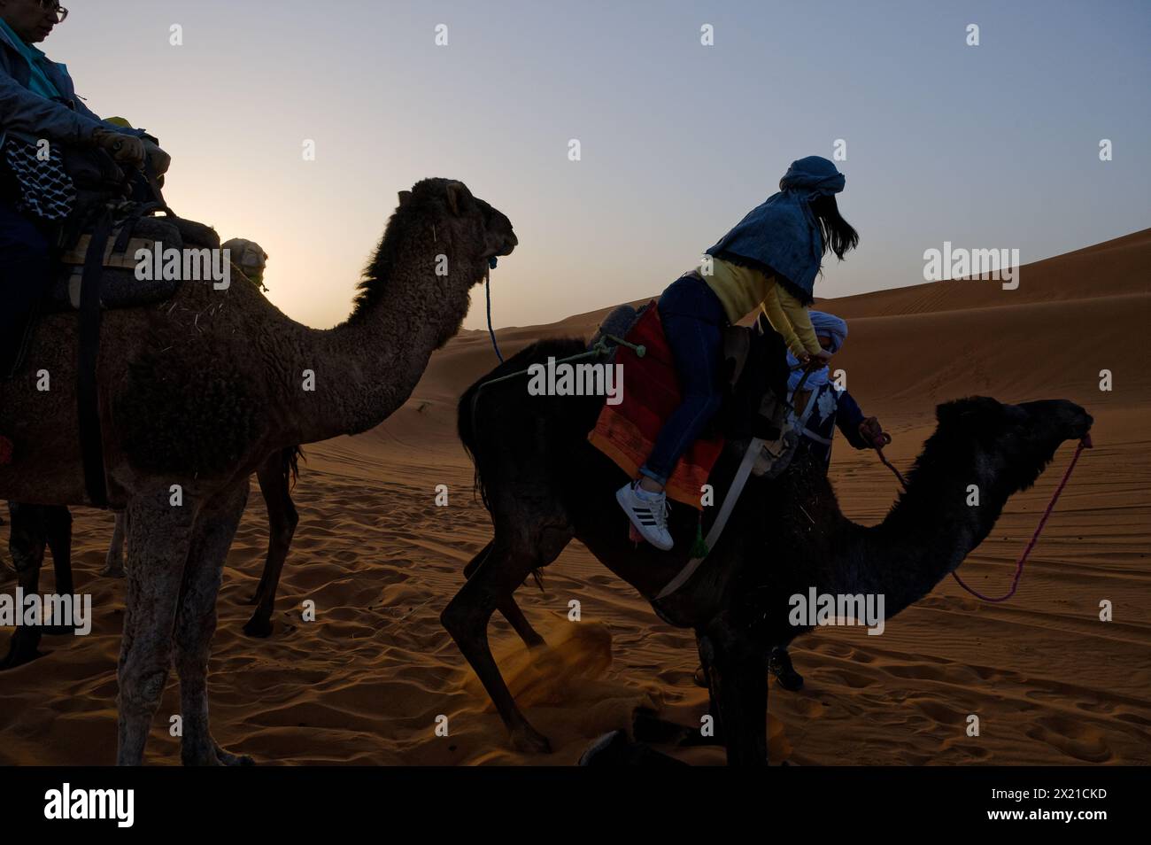 Moroccan camel hi-res stock photography and images - Alamy