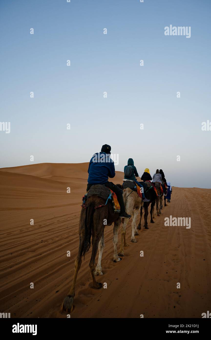 Trailing a caravan of camel riders in the merzouga desert, a line of dromedaries treads a multi ...