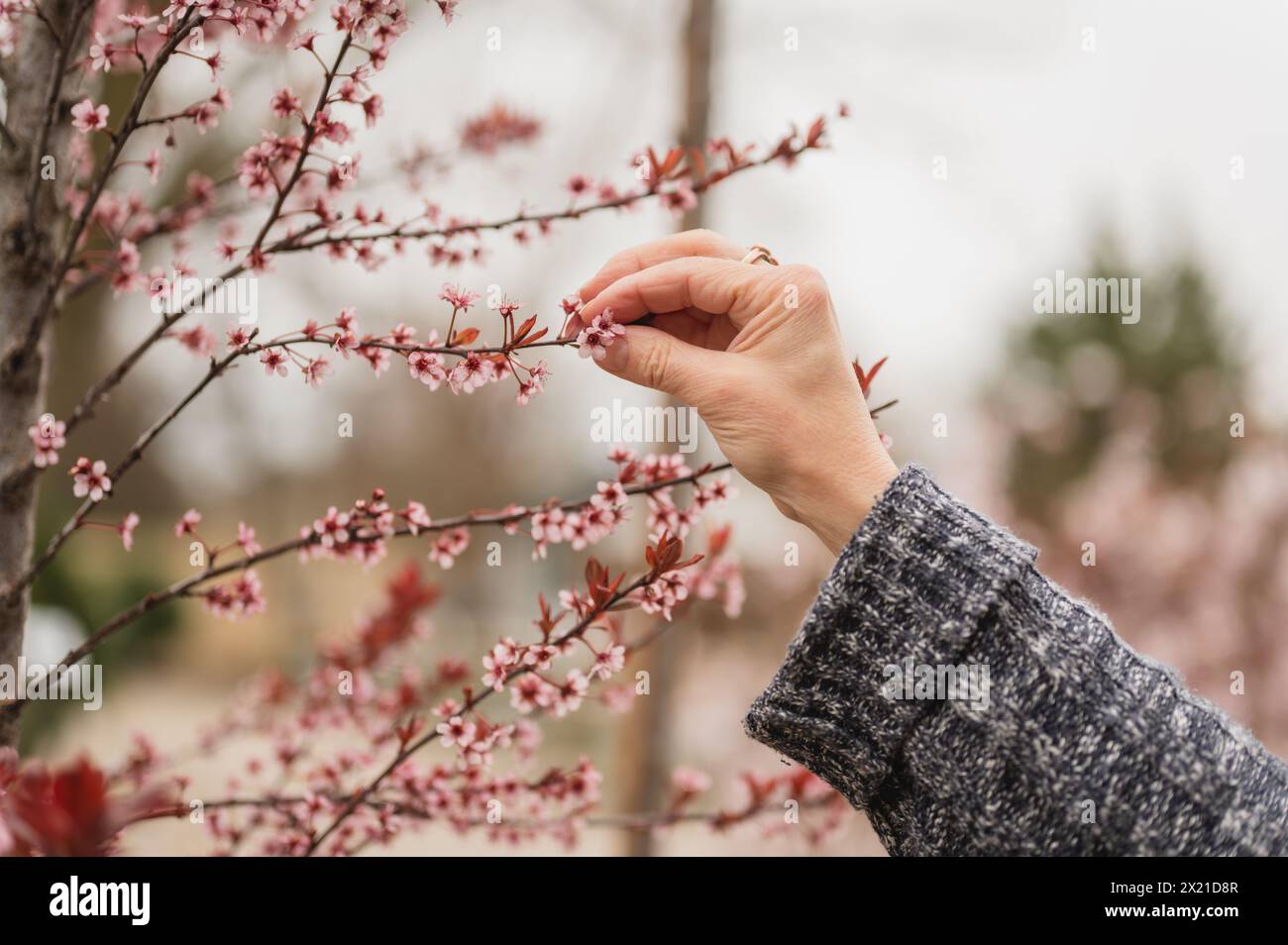 Elderly woman's hand touching a pink cherry tree branch with flowers ...