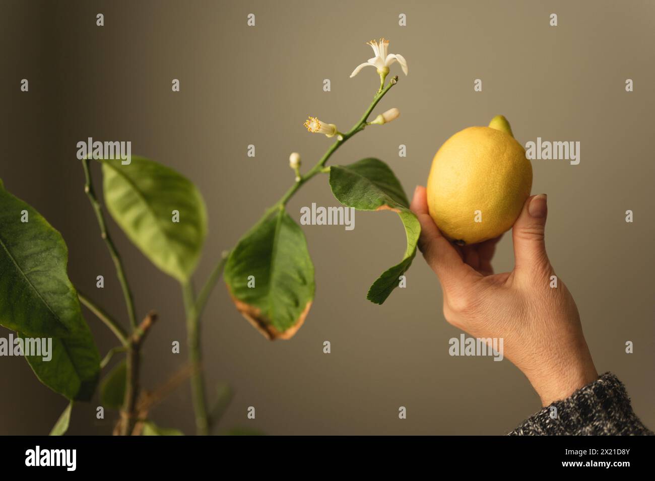 Close up of woman's hand holding a lemon next to blooming lemon tree ...