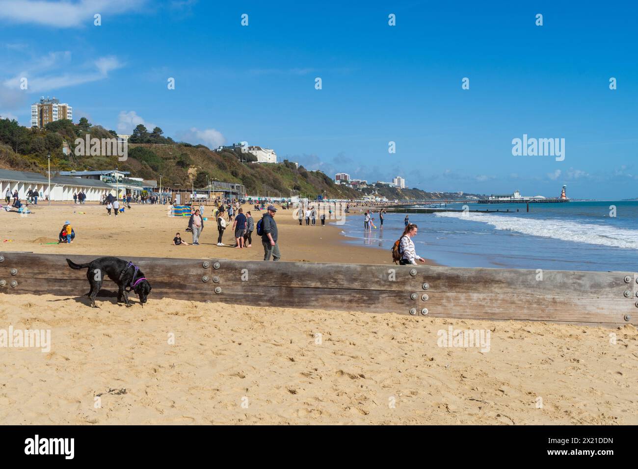 Bournemouth, UK - March 30th 2024: A black dog on Middle Chine Beach ...