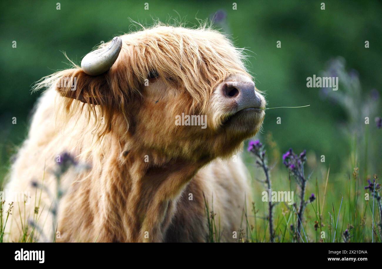 One horned Highland Cow photographed in the Northern Pennines Stock ...