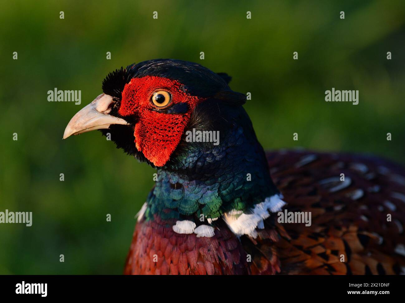 A Cumbrian ring-necked pheasant a large, long-tailed game bird Stock ...