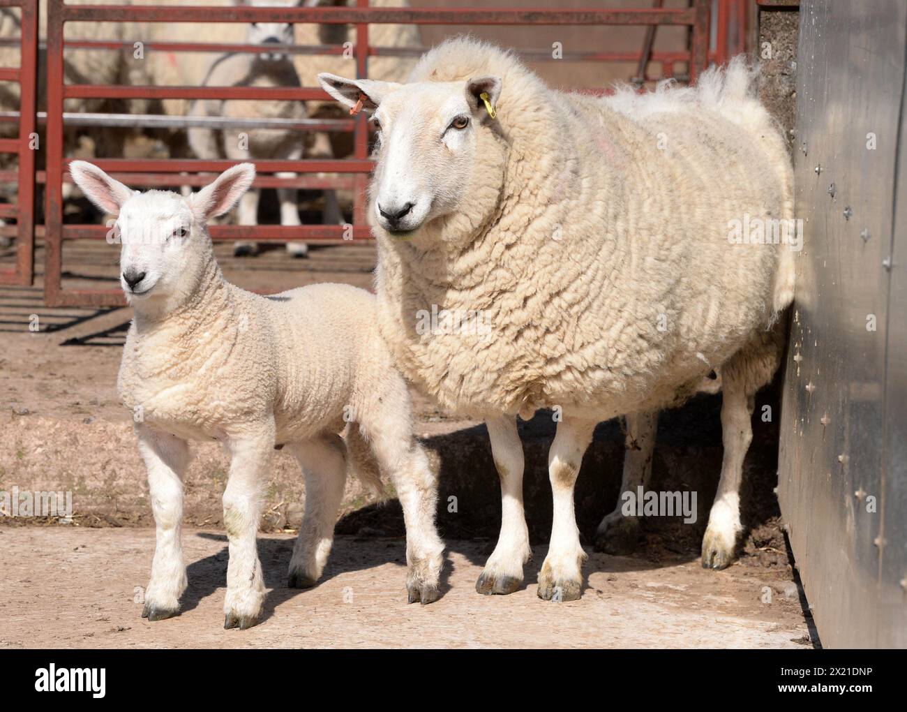 Cheviot sheep and lamb on a Cumbria Hill Sheep Farm Stock Photo - Alamy