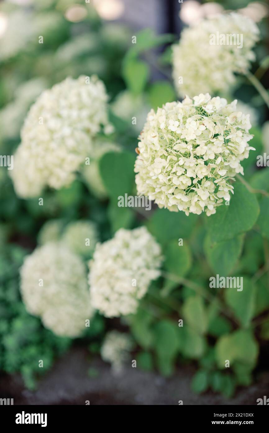 Lush hydrangeas blooming in a serene garden setting Stock Photo - Alamy