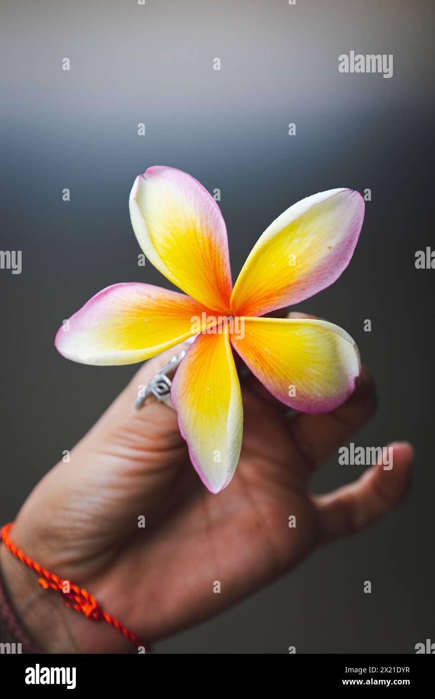 Monoi hi-res stock photography and images - Alamy