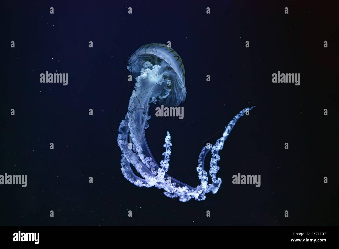 Jellifish South american sea nettle, Chrysaora plocamia swimming in ...