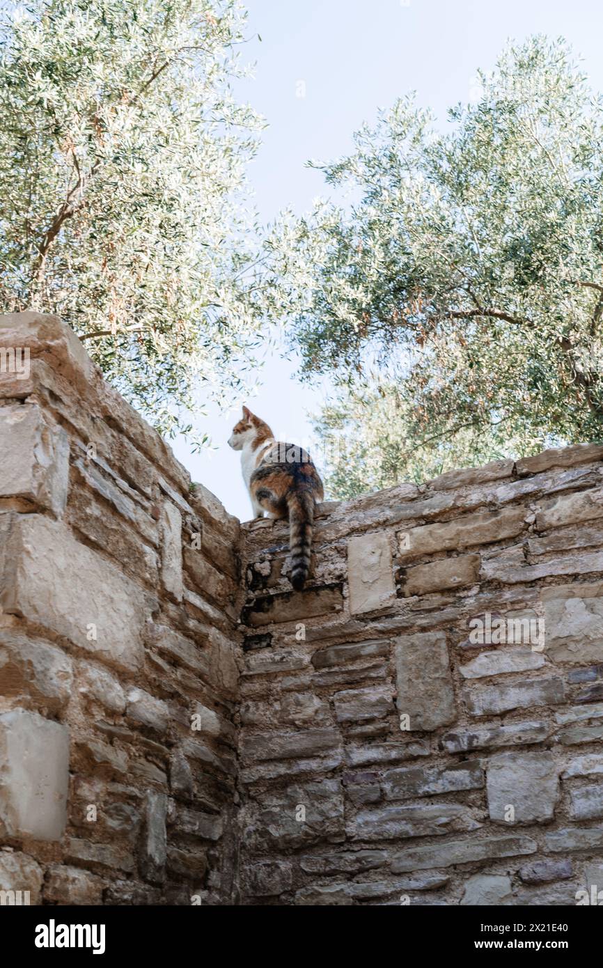 Stray Cat Wandering the Park at Kusadasi Turkey Stock Photo - Alamy