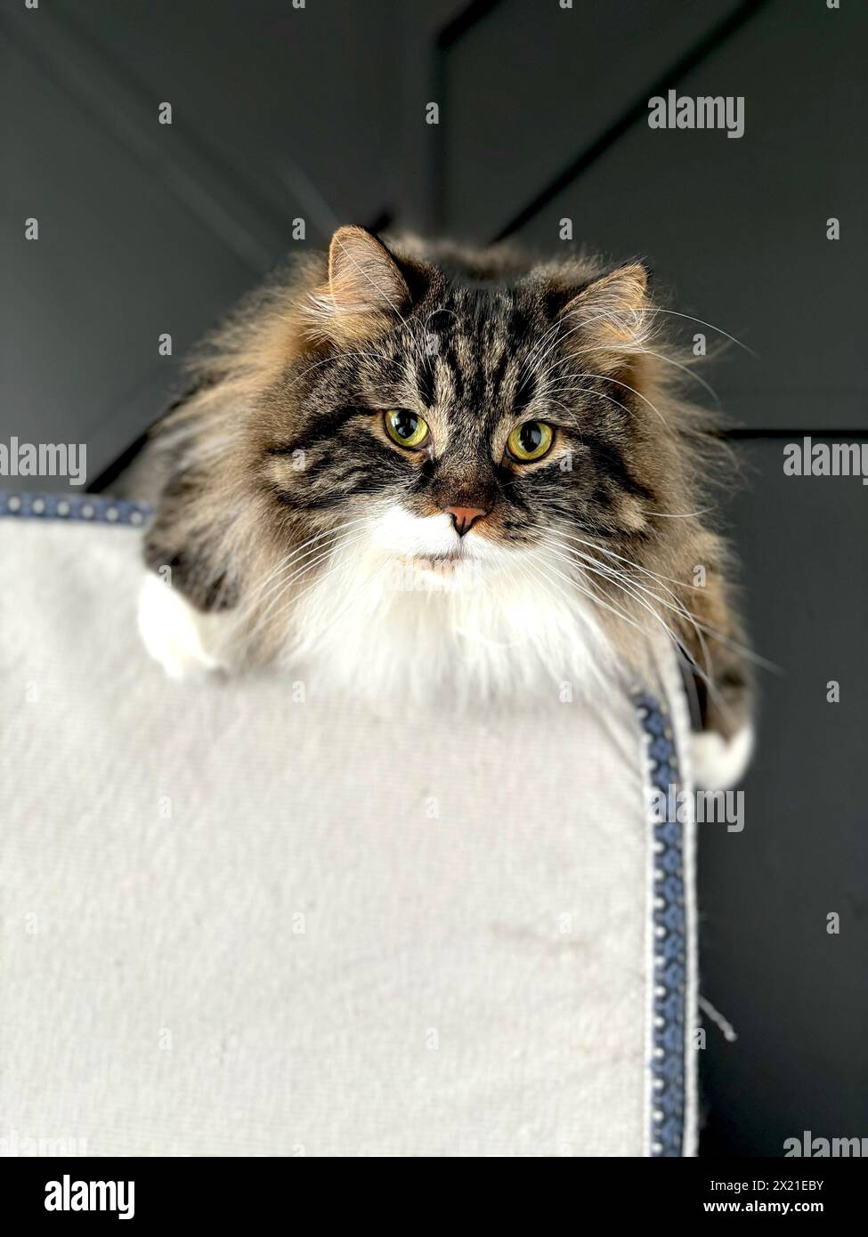 Green-eyed siberian cat lounges with a soft, attentive gaze Stock Photo ...