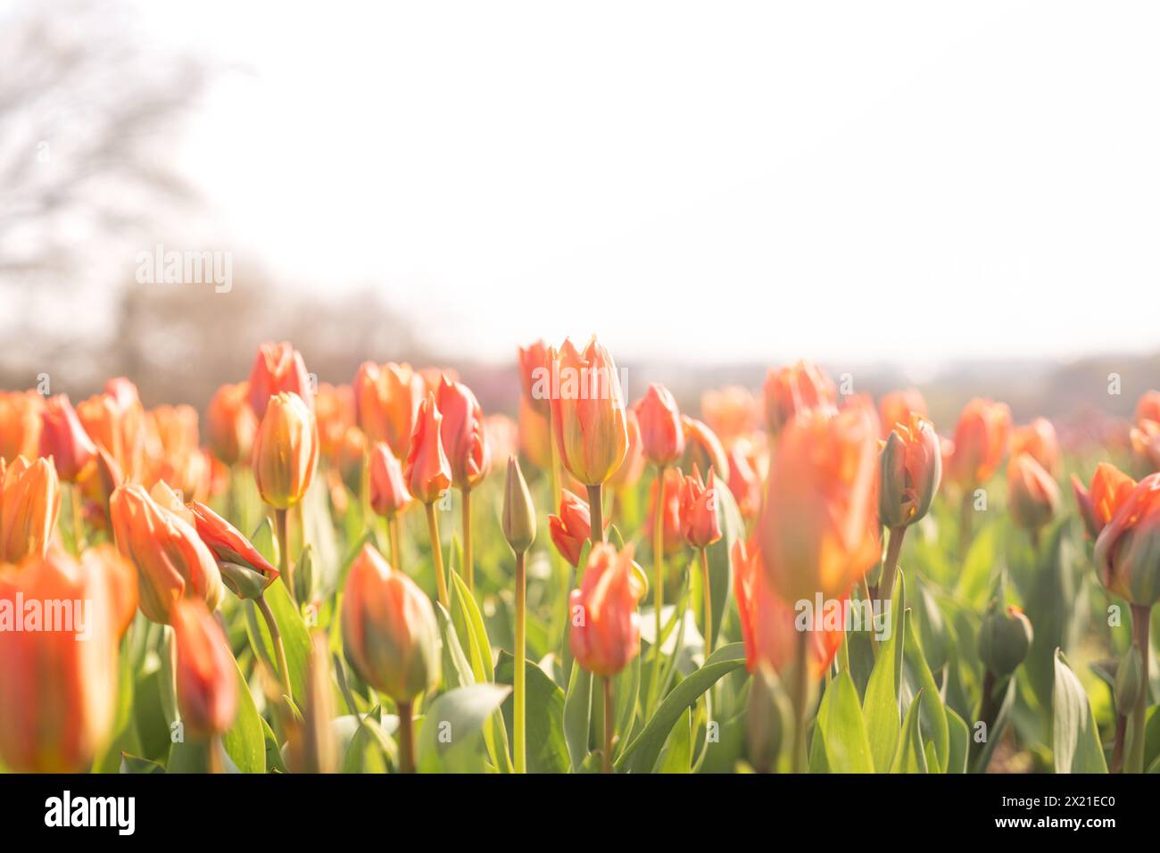 Spring in arlington hi-res stock photography and images - Alamy