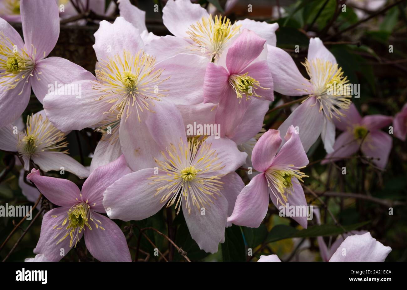 Spring bloom of pink clematis Stock Photo - Alamy