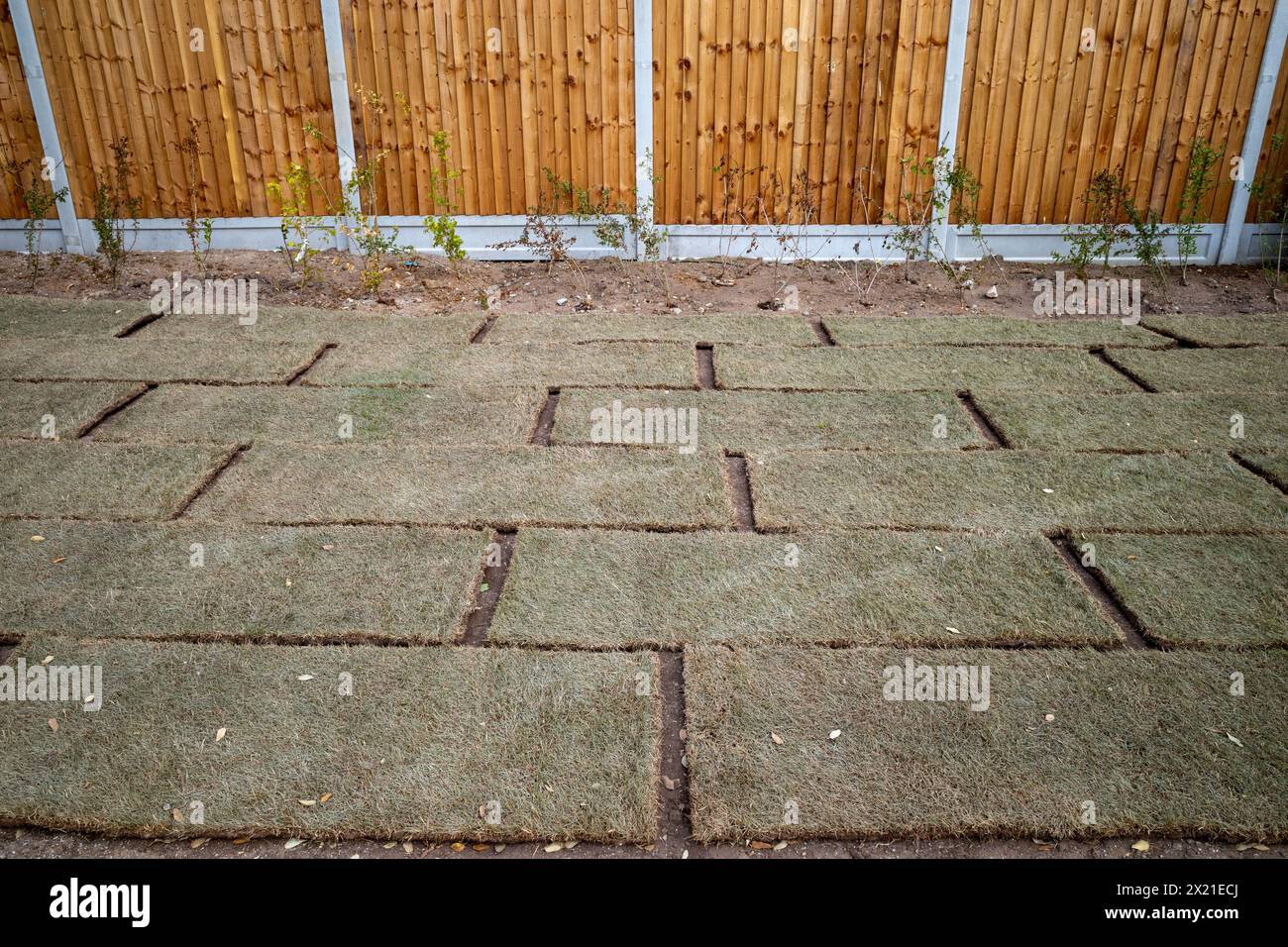 Sections of grass turf suffering from drought conditions Stock Photo ...