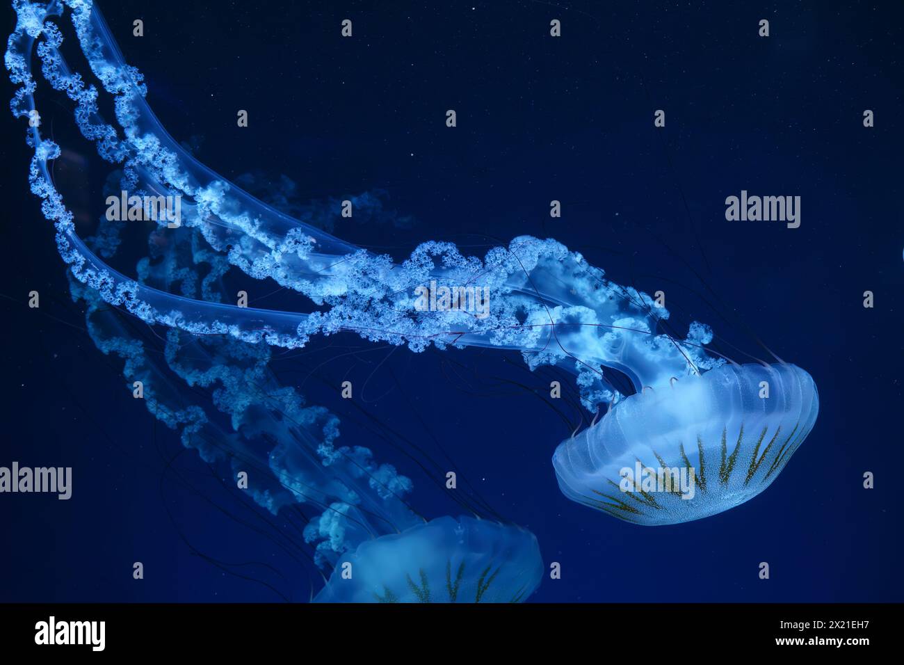 Group of Jellifish South american sea nettle, Chrysaora plocamia ...