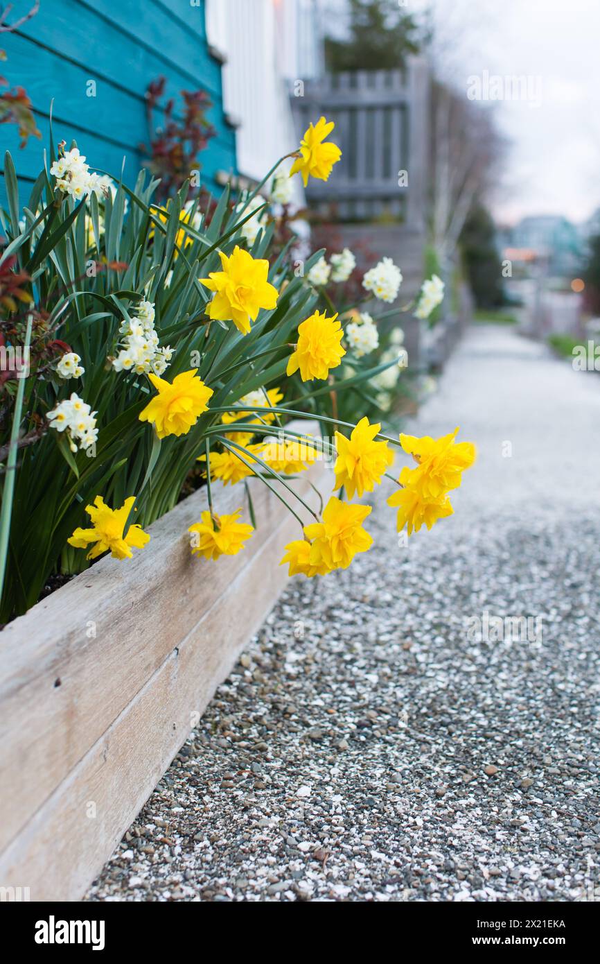 Bright yellow daffodils bloom in an urban planter box Stock Photo - Alamy