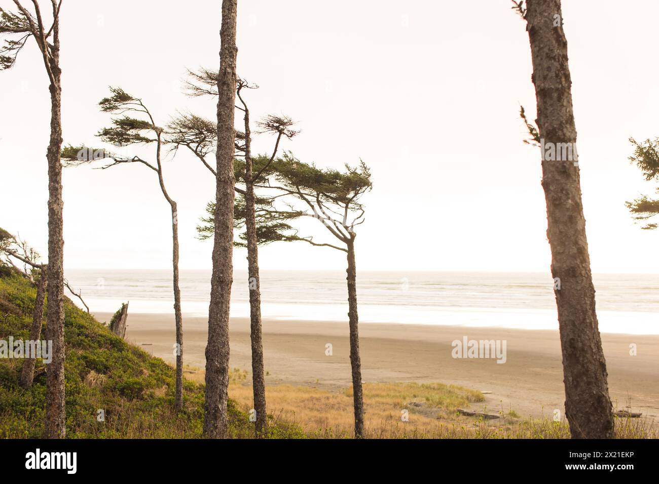 Windblown trees on ocean beach Stock Photo - Alamy