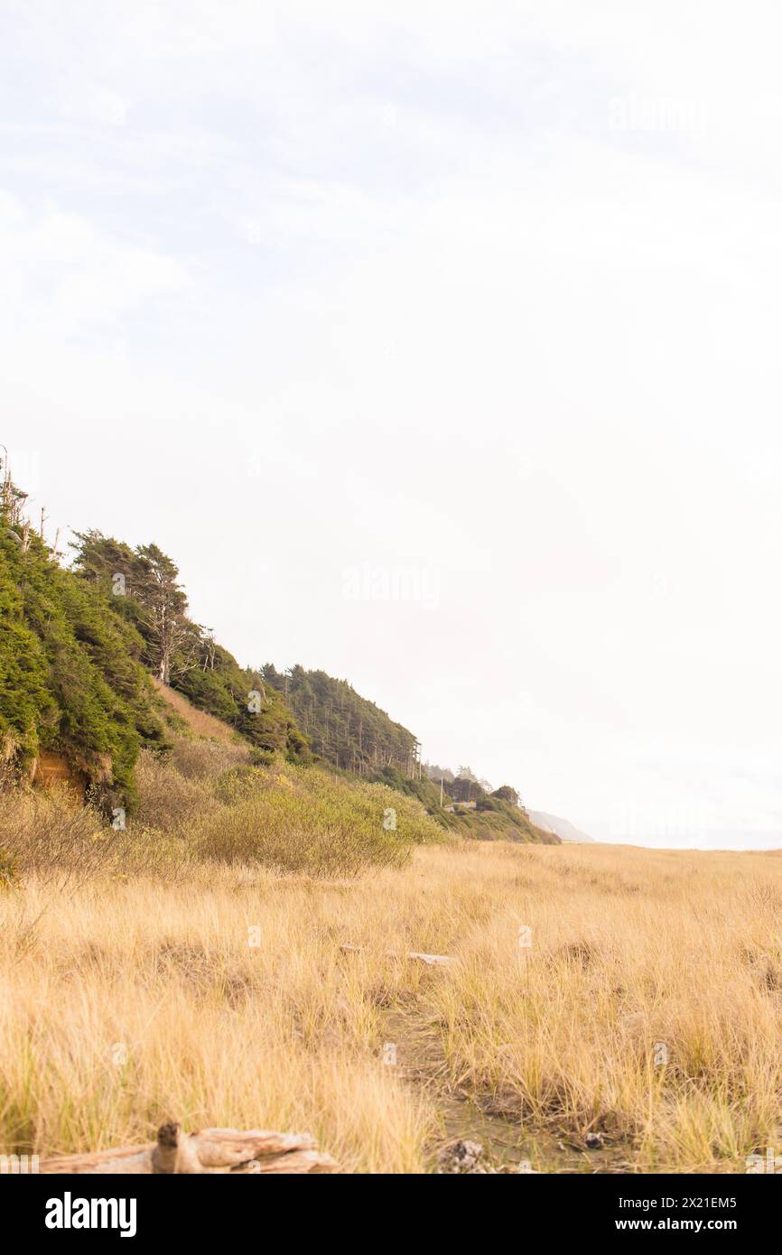 Coastal cliff with tall trees and grass Stock Photo - Alamy