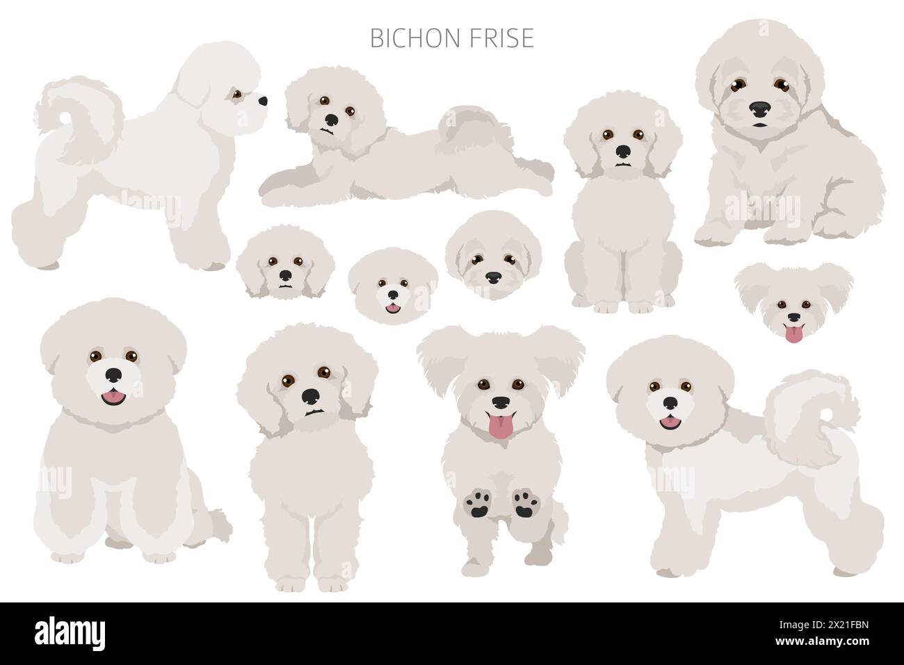 Bichon frise clipart. Different coat colors and poses set. Vector ...