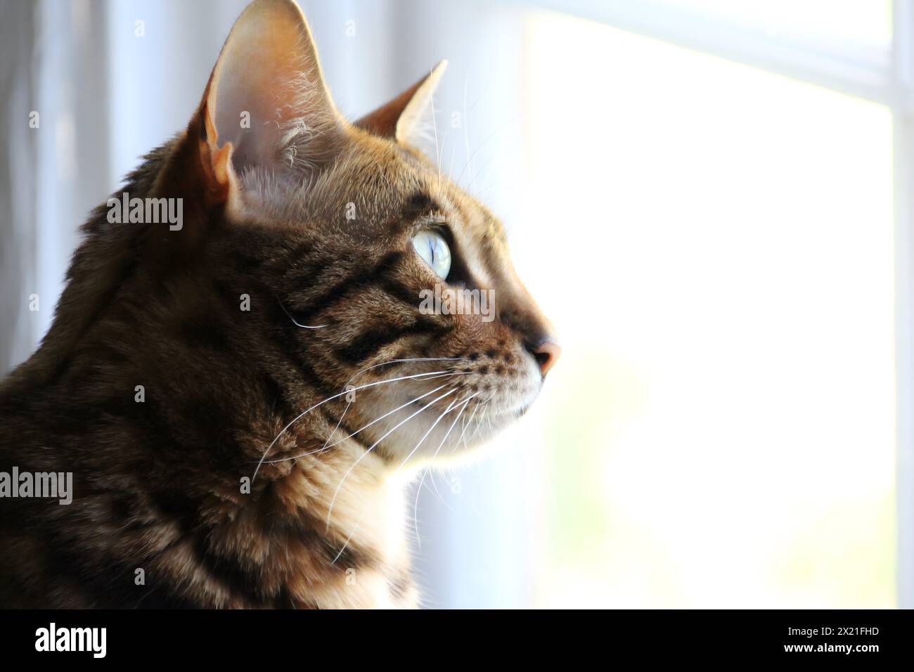 Gazing side hi-res stock photography and images - Alamy
