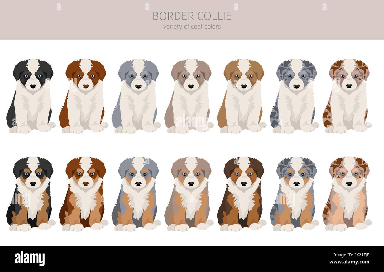 Border collie puppies clipart. All coat colors set. All dog breeds ...