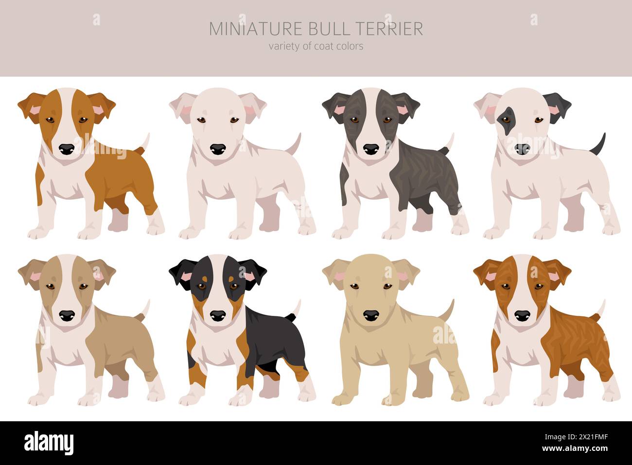 Miniature bull terrier puppy clipart. Different poses, coat colors set ...