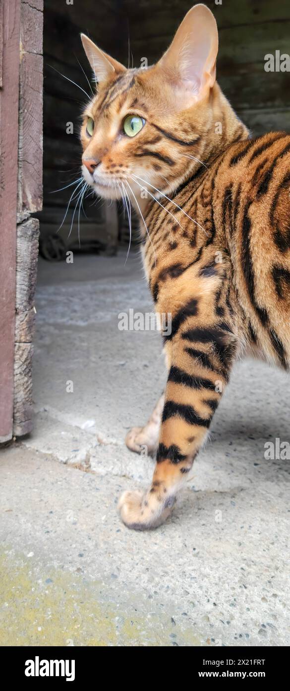Bengal cat poised and alert on an urban concrete backdrop Stock Photo ...