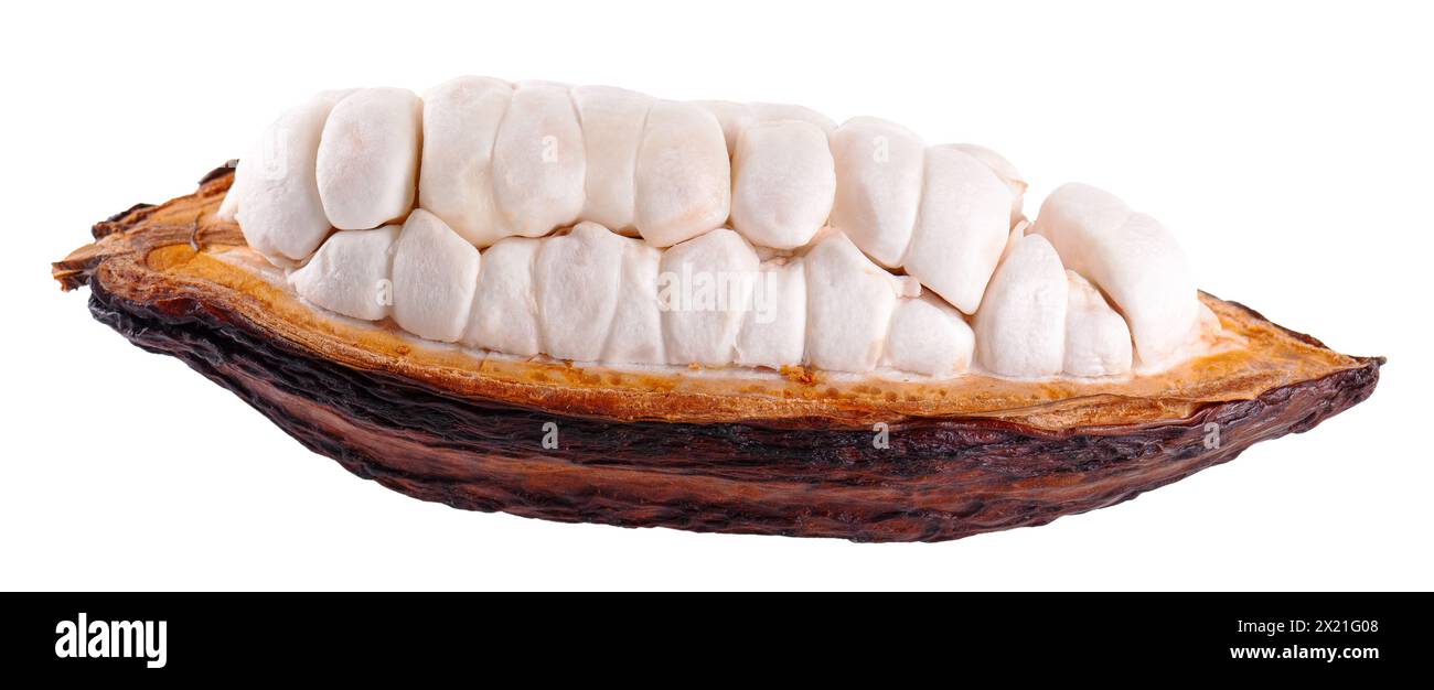 Fresh cacao fruits isolated on white background. Dark red cocoa pods ...