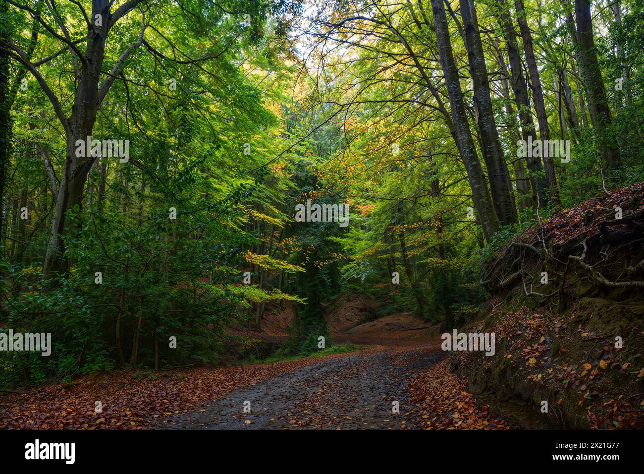 Forest with big trees hi-res stock photography and images - Alamy