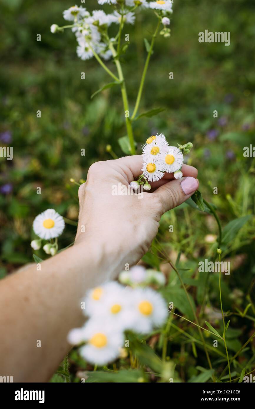 Hand picking wildflowers in yard during spring Stock Photo - Alamy