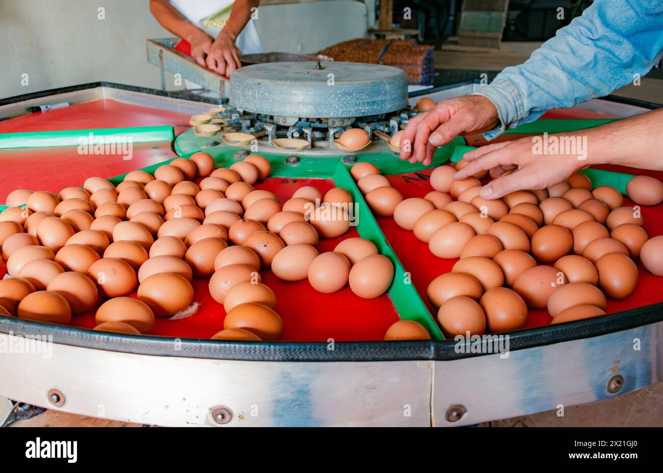 WORKERS PLACE EGGS INTO AUTOMATIC EGG SEPARATING MACHINE Stock Photo - Alamy