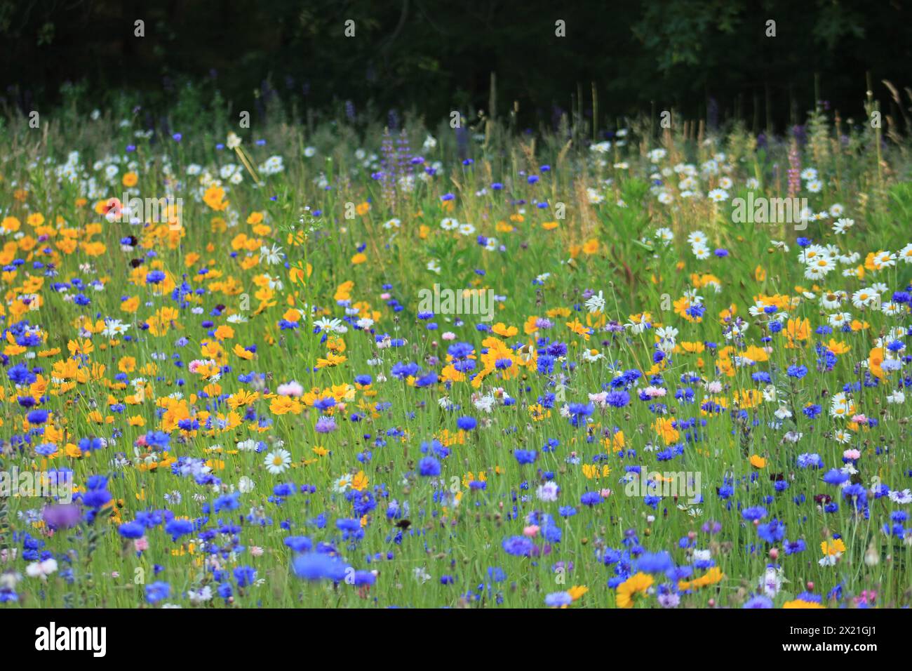 Wildflowers in an open field during summer Stock Photo - Alamy