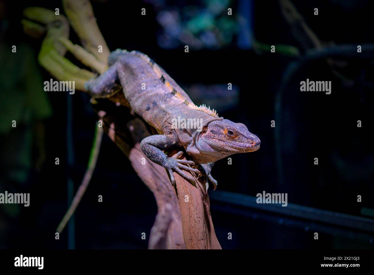 Giant lizard at Taman Mini Indonesia Indah Stock Photo - Alamy