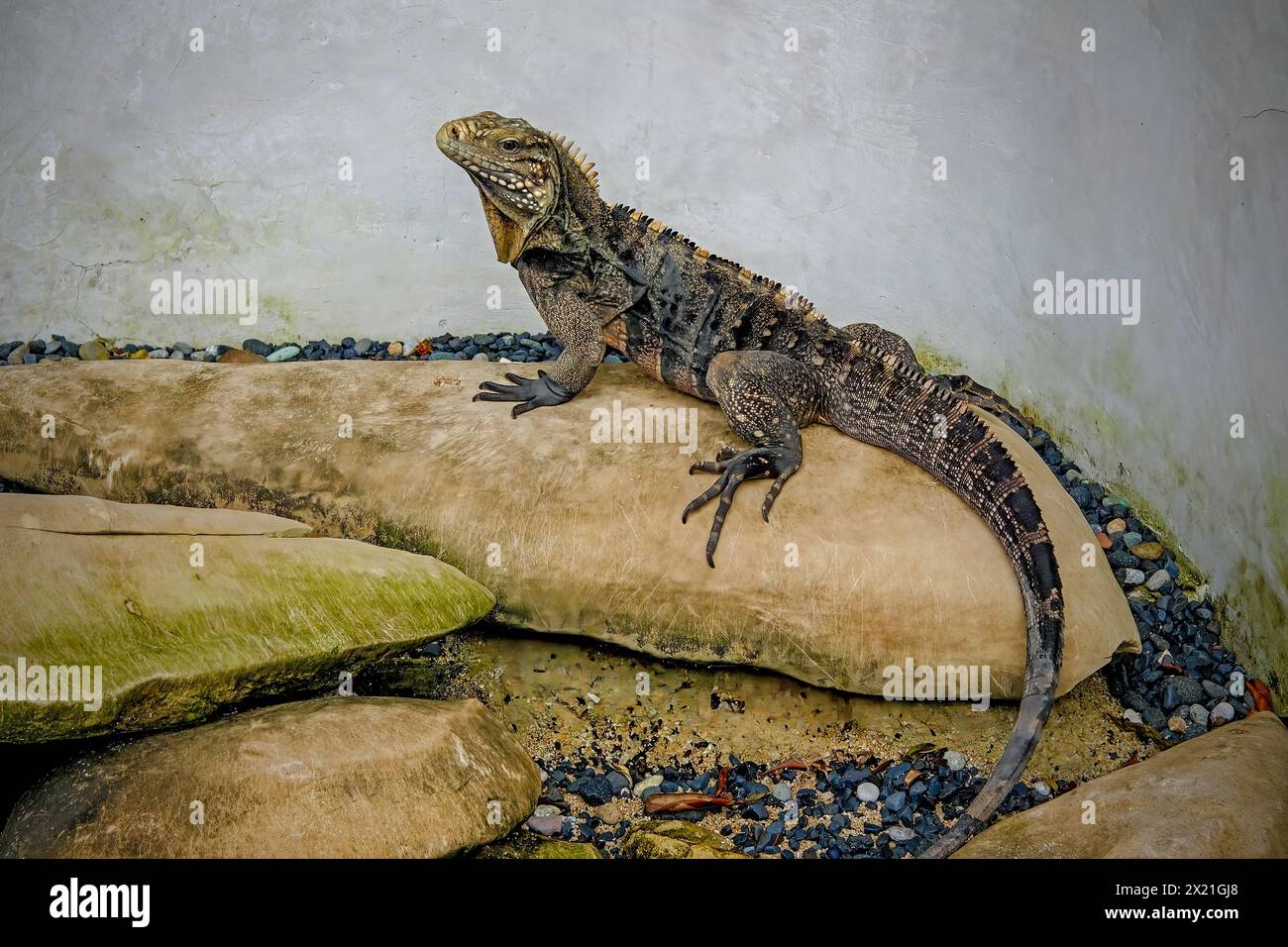 Giant lizard at Taman Mini Indonesia Indah Stock Photo - Alamy