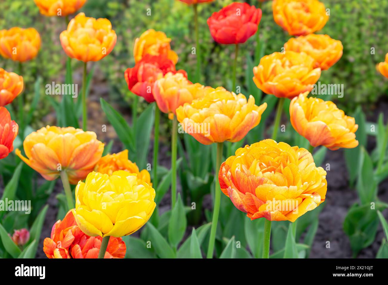 Blooming yellow orange peony shaped tulips flowers in garden outside ...